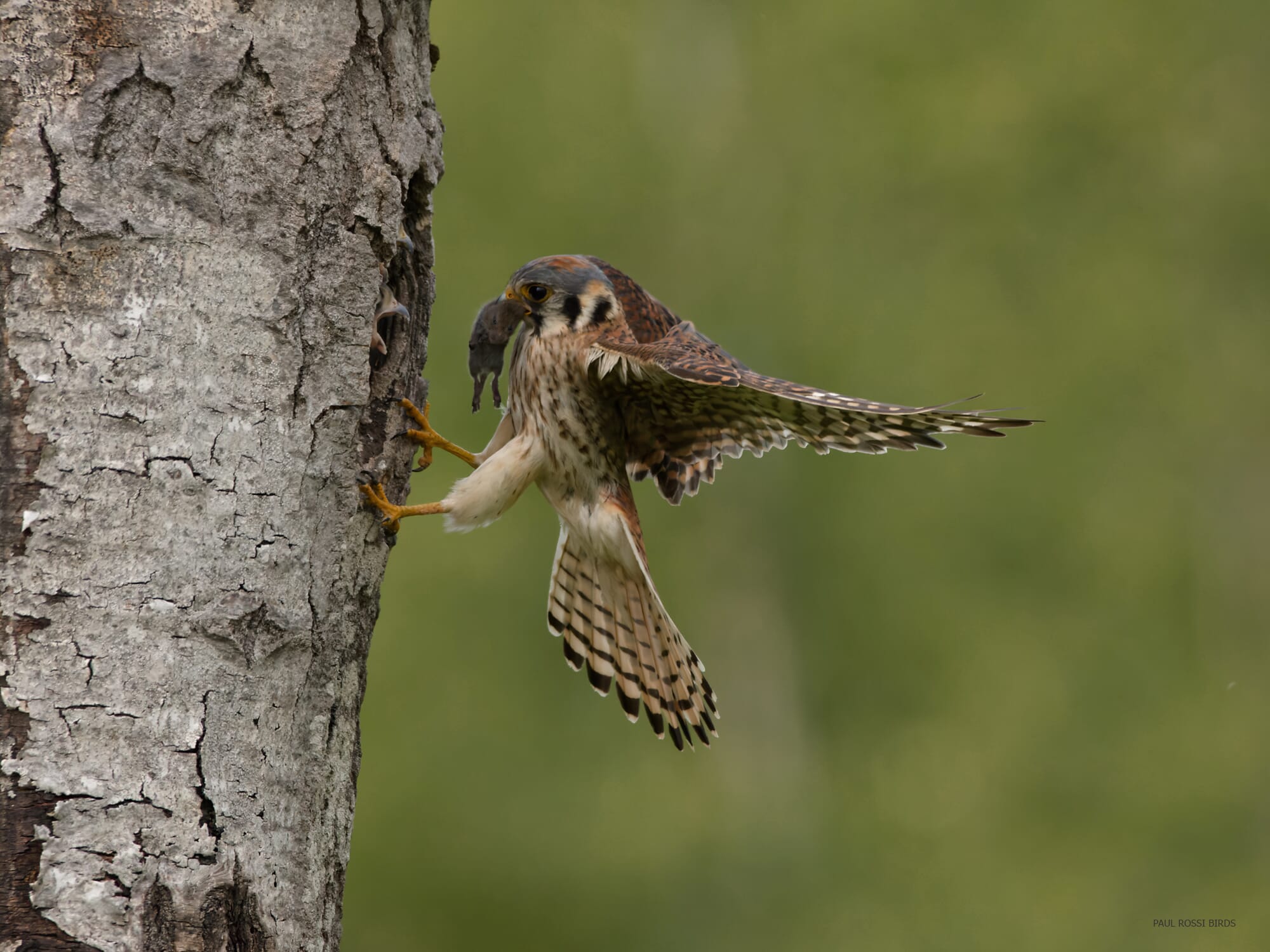 Kestrel Sequence